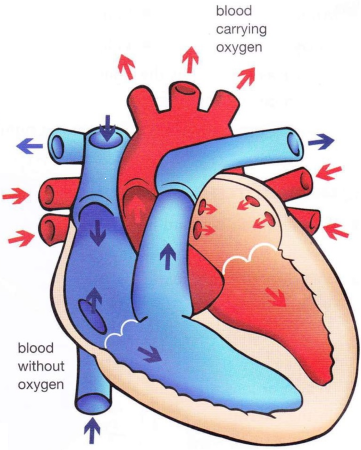 Science 6th grade | UNIT 1: Humans and animals 1.2 The heart booklet ...