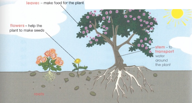 Science 3rd grade | UNIT 1: Looking after plants 1.1 Plants and their ...