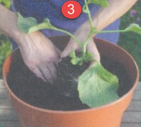 Science 3rd grade | UNIT 1: Looking after plants 1.3 Transporting water ...