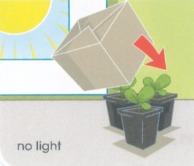 Science 3rd grade | UNIT 1: Looking after plants 1.2 Plants need light ...