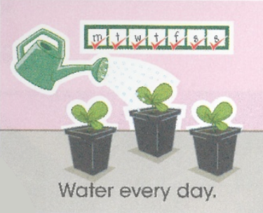 Science 3rd grade | UNIT 1: Looking after plants 1.2 Plants need light ...