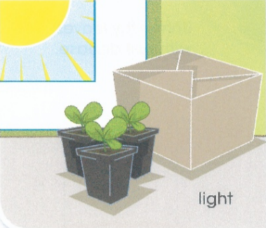 Science 3rd grade | UNIT 1: Looking after plants 1.2 Plants need light ...