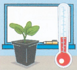 Science 3rd grade | UNIT 1: Looking after plants 1.4 Plants growth and ...