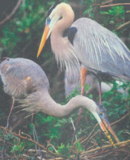 Science 3rd grade | UNIT 3: Living things 3.3 Movement and reproduction ...