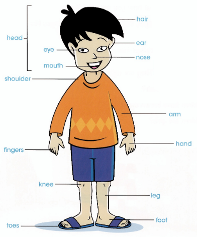 Science 1st grade | UNIT 3: Ourselves 3.3 Our bodies | Gamatrain